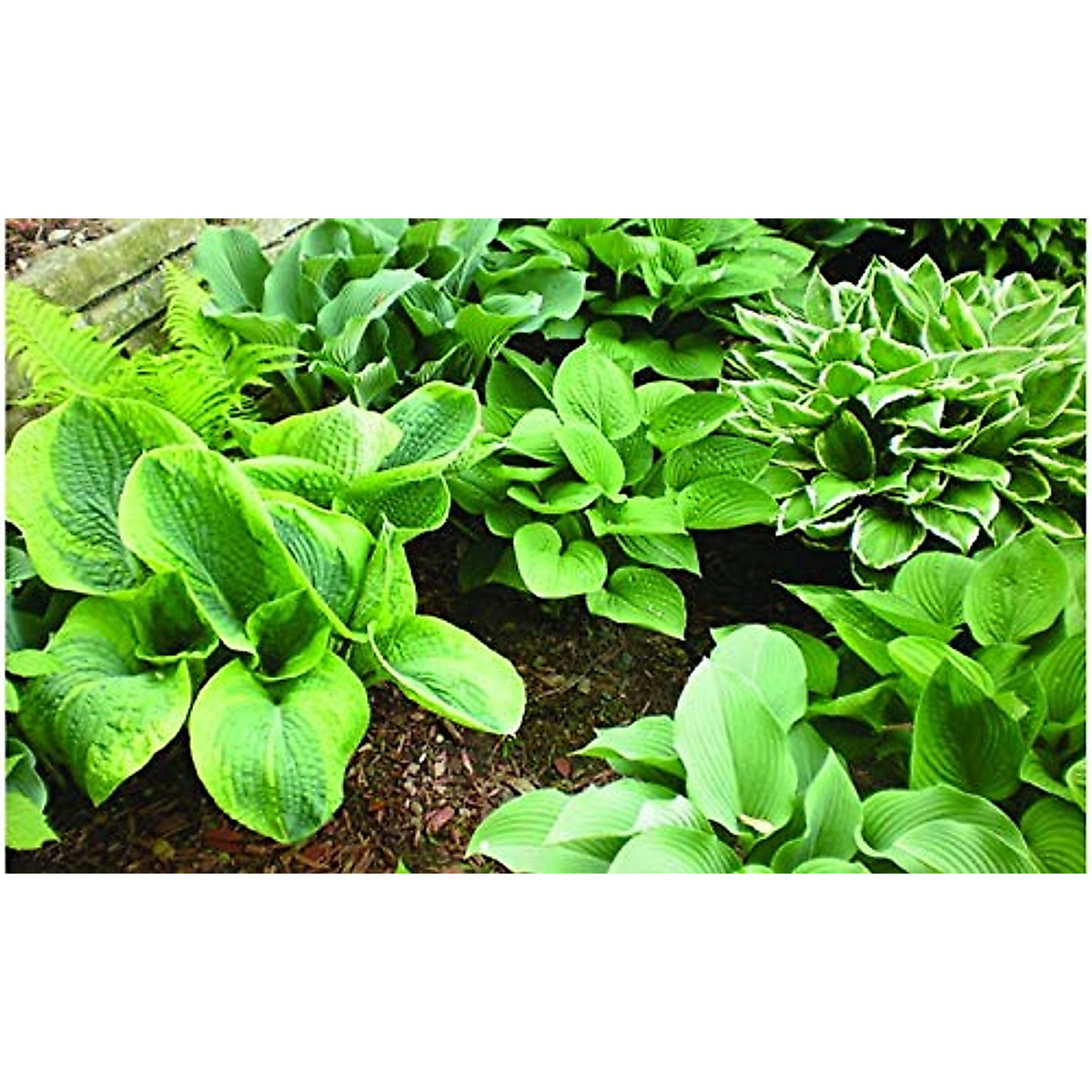 Hosta Perenial Mixed Bare Root Plans 9 Pack