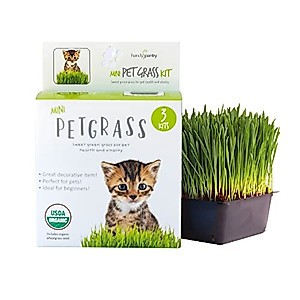 Handy Pantry Organic Cat Grass Kit - Includes 3 Trays, Soil Pucks, and 3 Packs Non GMO Wheatgrass Seed - A Healthy Treat For Cats, Dogs, Rabbits, More