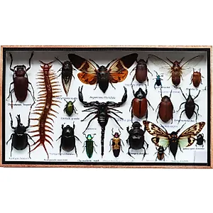 ThaiHonest Very Rare Real MIXS Insect Taxidermy Set in Boxes Display for Collectibles