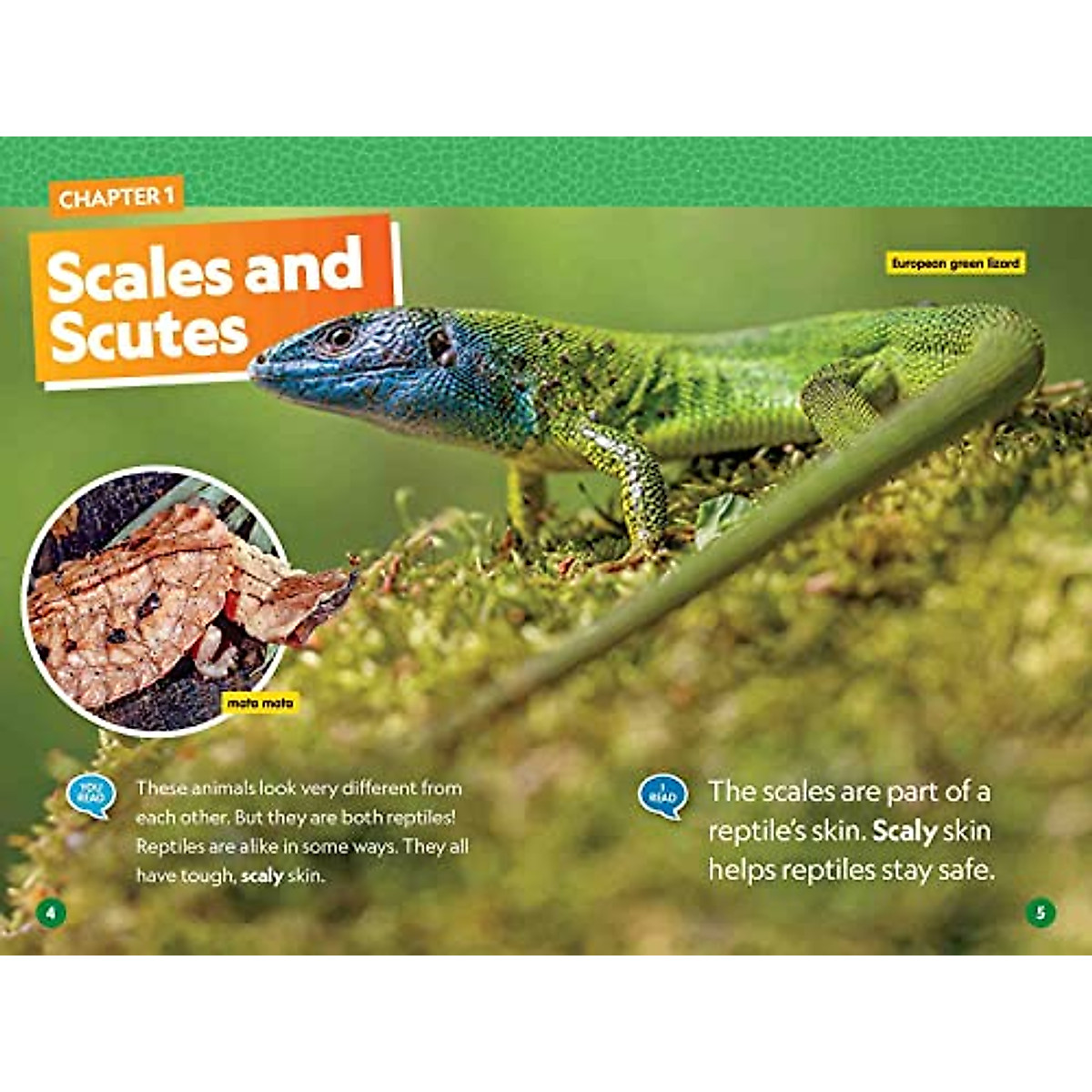 Reptiles (National Geographic Kids Readers, Level 1/Co-Reader)