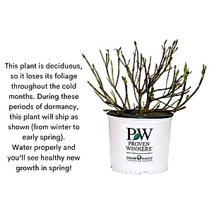 Proven Winner Spilled Wine Weigela, 2 Gal, Bright Pink Flowers and Deep Purple Foliage