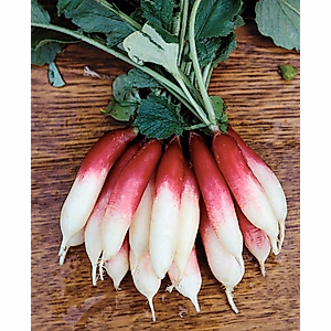 Burpee Fire 'n Ice Radish Seeds 300 seeds