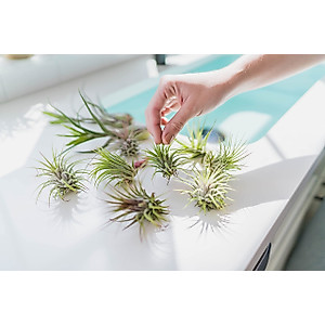 50 Pack Large Air Plants Tillandsia Ionantha Guatemala - Live Succulent House Plants - Available in Wholesale and Bulk - Home and Garden Decor - Easy Care Indoor and Outdoor Plants