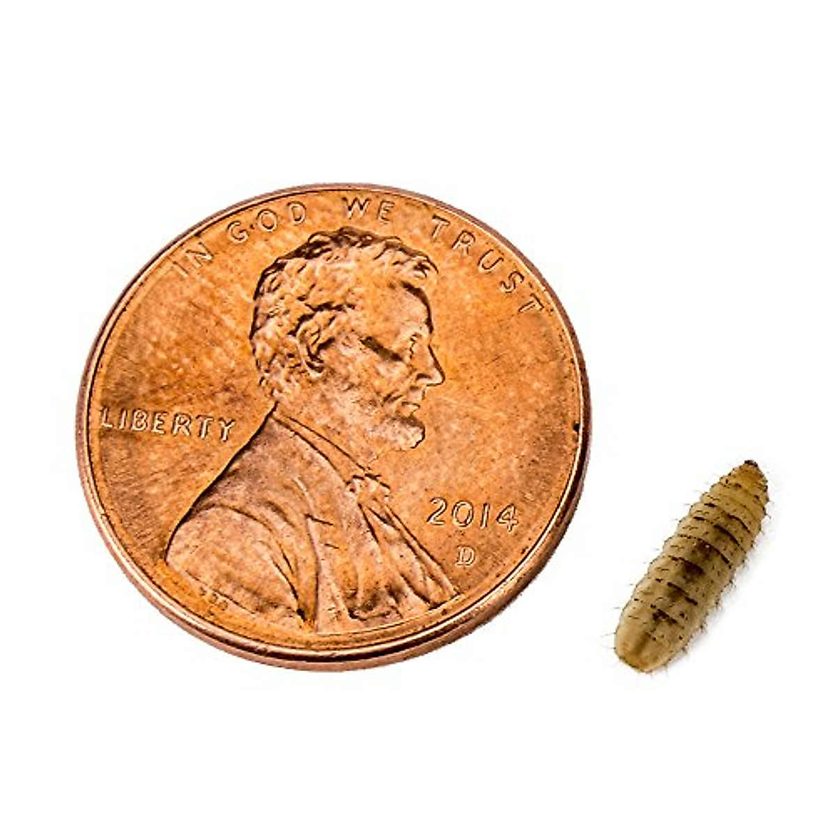 Josh's Frogs Black Soldier Fly Larvae (50 Count - Small)