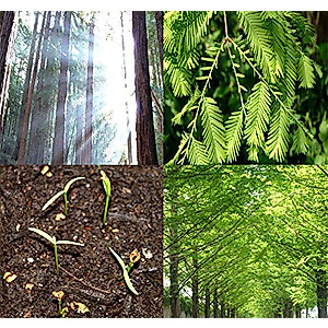 Big Pack - (1,000) Dawn Redwood Tree Seeds - Metasequoia glyptostroboides - by MySeeds.Co (Big Pack - Dawn Redwood)