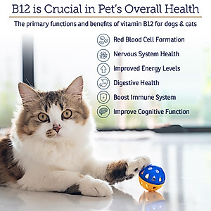 RX Vitamins B12 for Dogs and Cats - Dog Digestive Support for Improved Metabolic Process - Pure B12 for Cats to Support Nervous System - Ideal for Your Dog Vitamins and Cat Supplies - 4oz