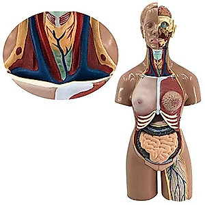 55cm Human Torso Body Model Anatomy Assembly Anatomical Internal Organs Models Teaching Education Resources,19pcs Assembled Model