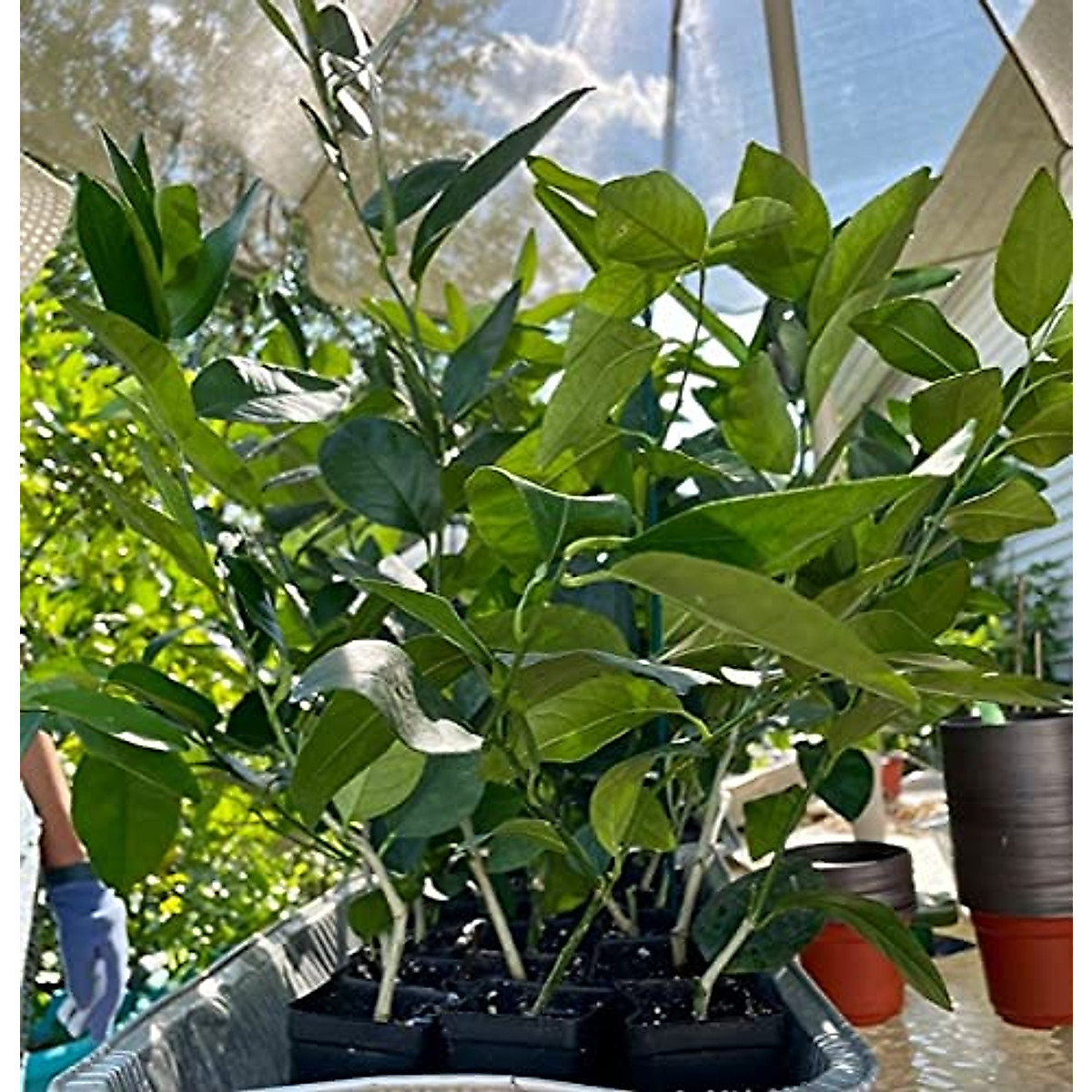 Sapodilla Gardens Persian Lime (Citrus aurantifolia Hybrid) _Tree - Fruit-Plant-No Shipping to CA, AZ, TX, LA, MS, AL, GA, FL, SC