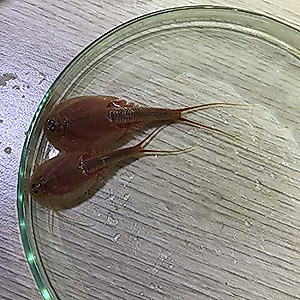 Greenwaterfarm Triops Red Longicaudatus Eggs for Hatching and Culture Suitable to be Pet and Science Project (Pure 200 Eggs)