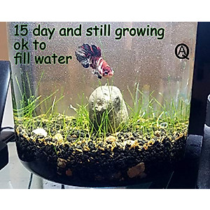 Freshwater Aquarium Dwarf Hairgrass Seeds Foreground or Carpeting in Planted Fish Tank Betta Will Love it.