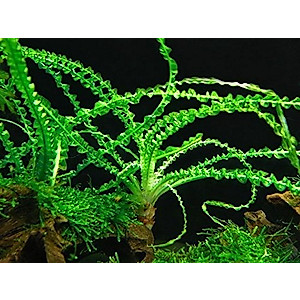 Crinum Calamistratum Onion Plant - Easy Tropical Live Aquarium Plant