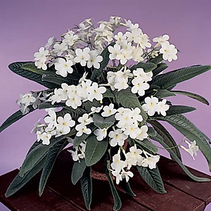 CHUXAY GARDEN Mix Streptocarpus Glandulosissimus,Cape Primrose 100 Seeds White Pink Purple Red Lovely Flowers Showy Accent Plant Easy to Grow & Maintain