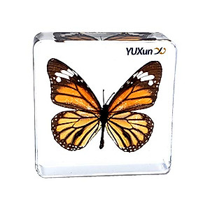 Cherish XT Real Insect Butterfly Specimen Paperweight Animal Taxidermy Collection Display Sciecne Classroom Specimen for Science Education (Butterfly 4)