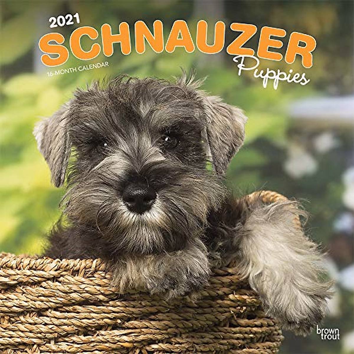 Schnauzer Puppies 2021 Calendar