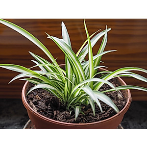 Enchanting Spider Plant - 3 Live Starter Plants in 2 Inch Pots - Chlorophytum Comosum - Nature's Green Symphony for Your Home