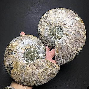 RALDMOV Natural Beautiful Ammonite Fossil Conch Specimen Collectibles Home Decor Gifts Ornament (5-6.5in)