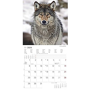 Wolves 2024 Brochure Calendar 30 x 30 cm (30 x 60 Open) Calendar with Space for Notes Wolves Picture Calendar Wall Planner Alpha Edition
