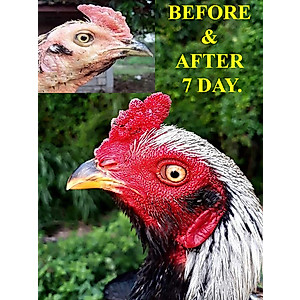 Thunder New Max Vitamins Health Supplement Capsules Rooster Booster Chicken Increasing Energy Formula Feed Cock Fighting Gamecocks, Good Breeding, Stronger & More Power, Healthy 90 Capsules Hen Food