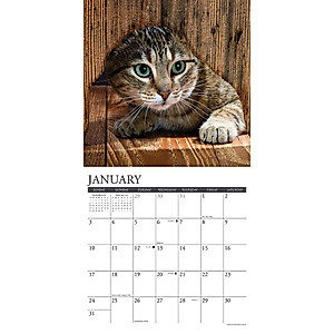 Just Cats 2021 Wall Calendar