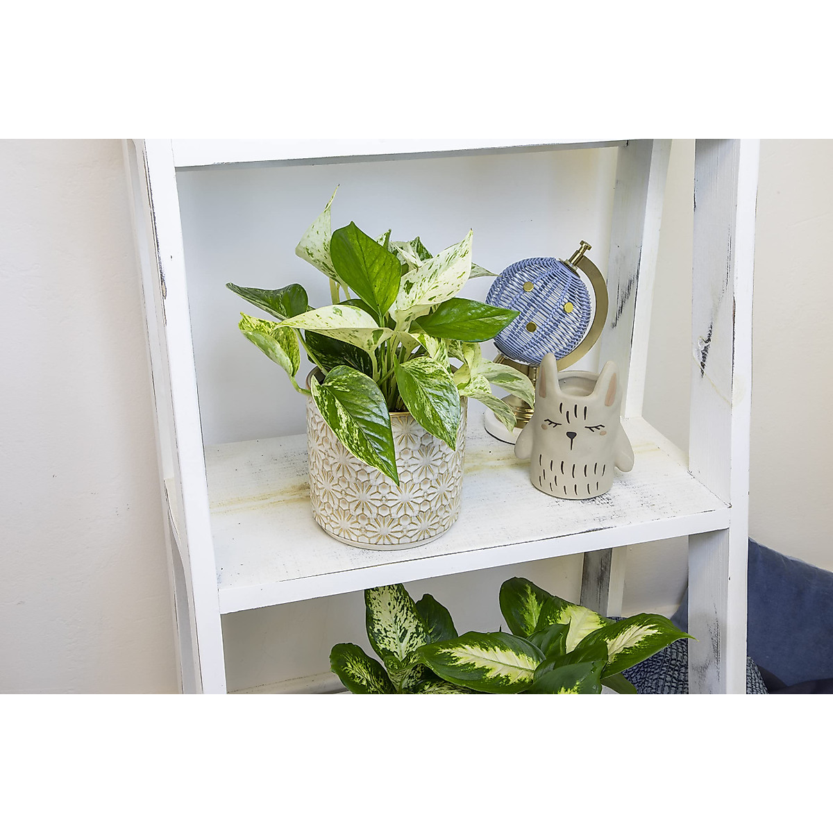 Live Pothos Plants (4PK) Indoor Plants Live Houseplants, Pothos Live Plant House Plants Indoors Live Plants, Money Plant Indoor Pothos Plant Decor, Devils Ivy Trailing Plants Live by Plants for Pets