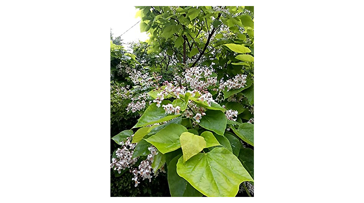 Indian Bean Tree Seeds - Fast-Growing Catalpa for Beautiful Gardens