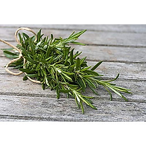 Gaea's Blessing Seeds - Rosemary Seeds - Heirloom Non-GMO Seeds with Easy to Follow Instructions 97% Germination Rate (Single Pack)