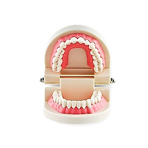 Dental Teach Study Adult Standard Demonstration Typodont Teeth Model Pink