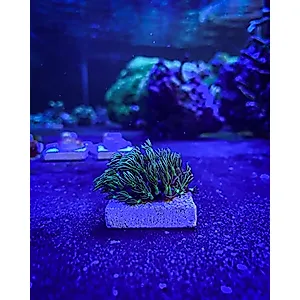 Live Coral Frag Green Star Polyp 1 inch - WWC Long Polyp/Beginner Marine Coral Reef for Saltwater Aquarium