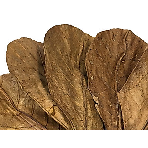 Awesome Aquatic Betta/Shrimp Leaves 25 4"-6" Premium Catappa Indian Almond Leaves Natural Habitat Tannin Producing Improves Immunity, Easy to USE
