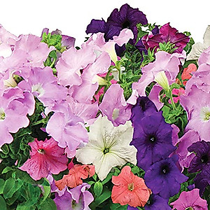 AeroGarden Cascading Petunias Seed Pod Kit for AeroGarden Hydroponic Indoor Garden, 9-Pod
