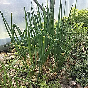 CHUXAY GARDEN 500 Seeds Welsh Bunching Onion,Spring Onion, Japanese Leek,Stone Leek Fresh Vegetable Seed Ornamental Plant Unique Mild Flavor