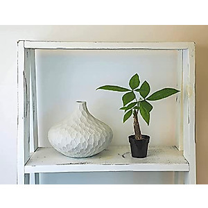 Altman Plants, Live Money Tree Plant, Pachira Aquatica Money Tree, Feng Shui Money Tree Pachira Aquatica Plant, Pachira Plant Bonsai Tree in Planter Pot with Soil, Money Tree Plant Indoor Plants