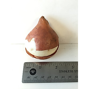 Darwin Hybrid Tulip Mix 25 Bulbs