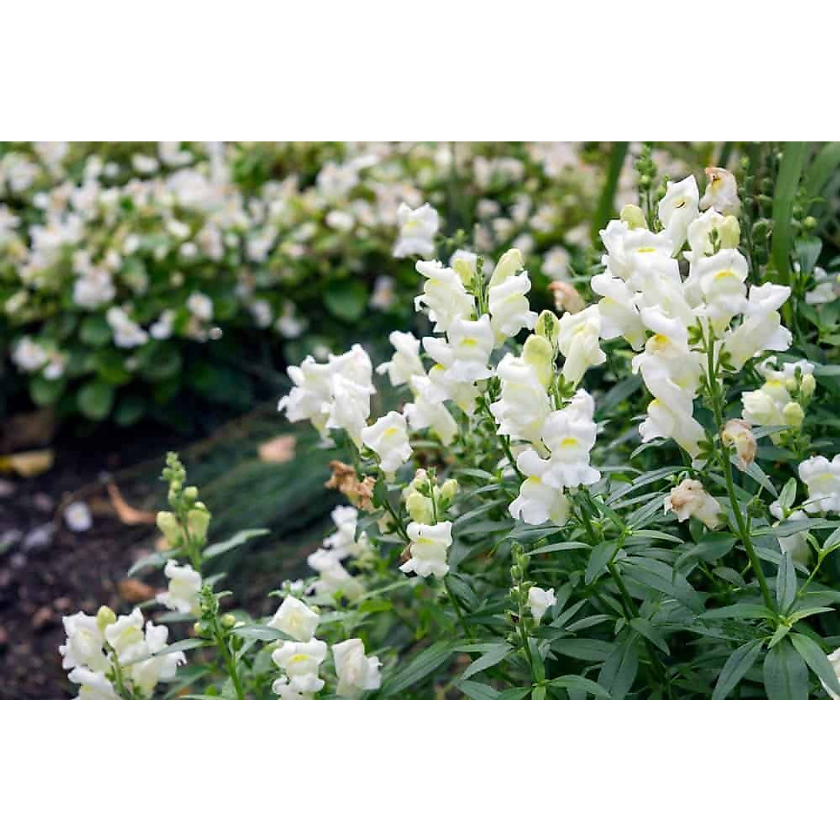 Snapdragon Seeds, 5000 Flower Seeds Per Packet (NOTSWOH's Seeds)