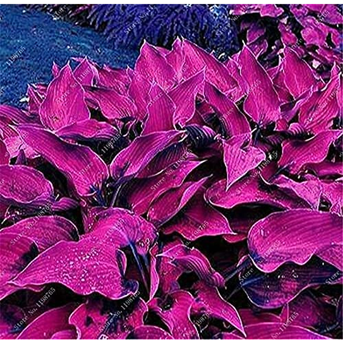 100 Pcs Mixed Hosta Jardin Perennials Lily Flower Pot White Lace DIY Home Garden Ground Cover Garden Plant - (Color: t)