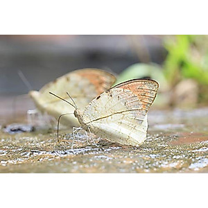 Digital Macro +10 Achromatic Close-Up Screw Mount Lens (72mm)