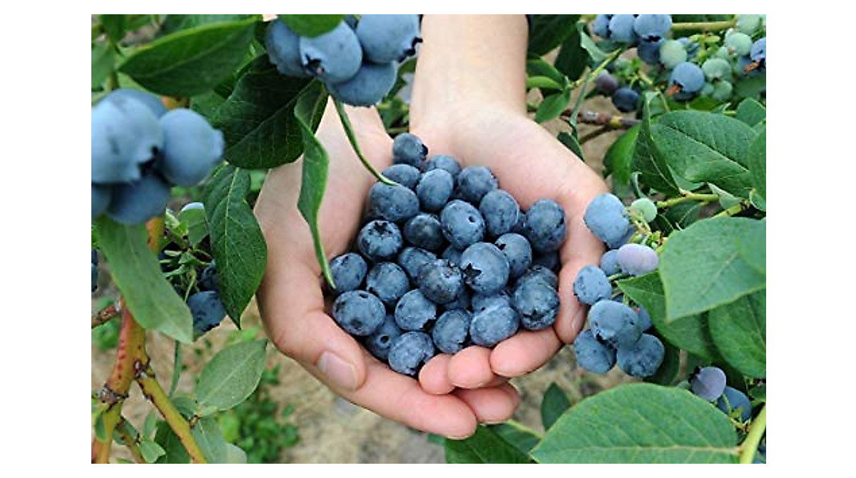 Southern Blueberry Seeds - Organic Blueberries for Home Garden