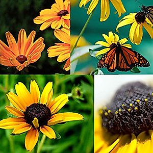 Black Eyed Susan Seeds for Planting, 5000 Seeds, Giving You Beautiful Black Eyed Susan Flowers, Non-GMO, Heirloom Seed Varieties