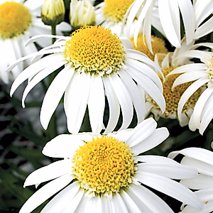Burpee Alaska Shasta Daisy Seeds 300 seeds