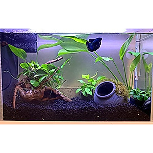 Mairuker Ceramic Jar Aquarium Decoration Fish Shrimp Breeding Cave Fish Tank Ornaments for Betta Fish Amano Shrimp Cichlid to Play,Hide and Rest