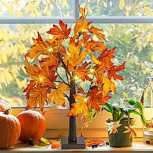 Dazzle Bright 24 Inch Lighted Thanksgiving Fall Maple Tree Decor, 24 LED Battery Operated Decorations Artificial Tree with Timer for Indoor Home Room Holiday Xmas Party
