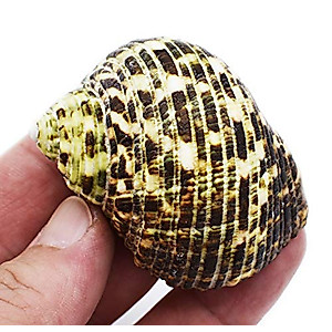 FSG - Select 6 Hermit Crab Shells Large Turbo Changing Seashells Large 2"-3" Size (Opening Size 7/8"- 1 1/4") Natural