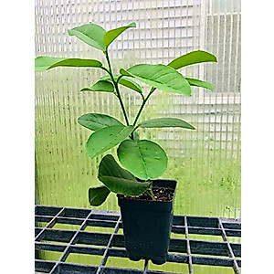 Meyer Lemon Tree 6" To 10" Live Plant