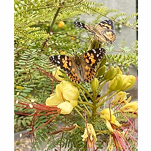 Insect Lore Butterfly Garden Gift Set | 8" Habitat with Live Cup of Caterpillars | Stickers and Extras Included | Life Science & STEM Education Kit | Grow Painted Lady Butterflies