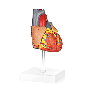 Merinden Human Heart Model for Anatomy,Working Heart Model,Human Body Heart Model with Magnets on Base,2-Part Life Size Anatomically Accurate Numbered Heart Medical Model with 48 Anatomical Structures