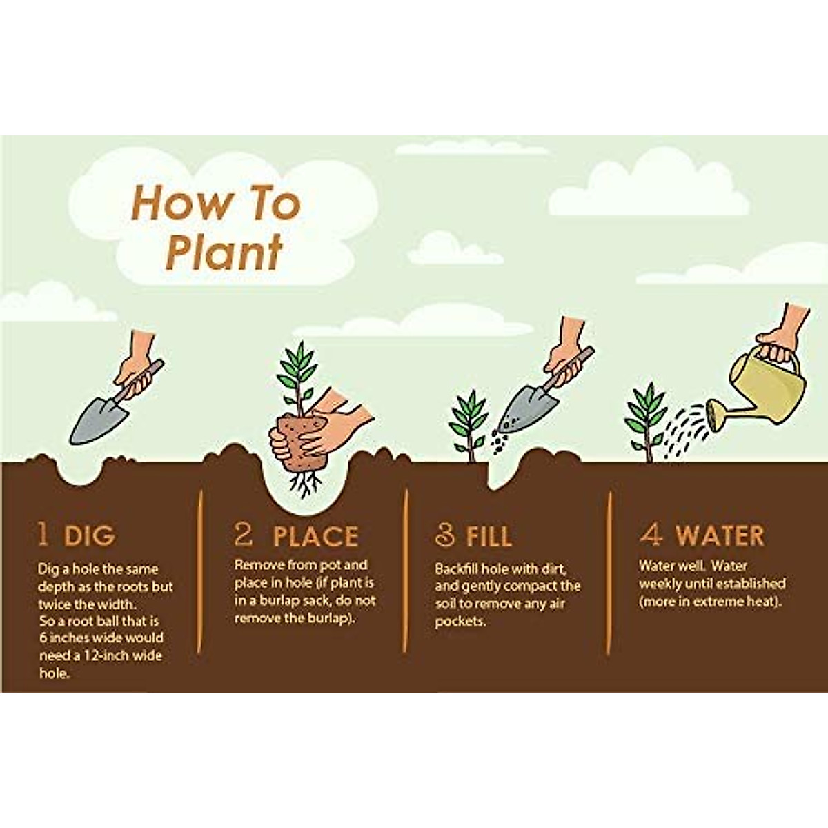 Brighter Blooms - Dwarf Red Delicious Apple Tree, 5-6 Ft. - A Supermarket Favorite, Grown at Home - No Shipping to AZ, ID, OR, or CA