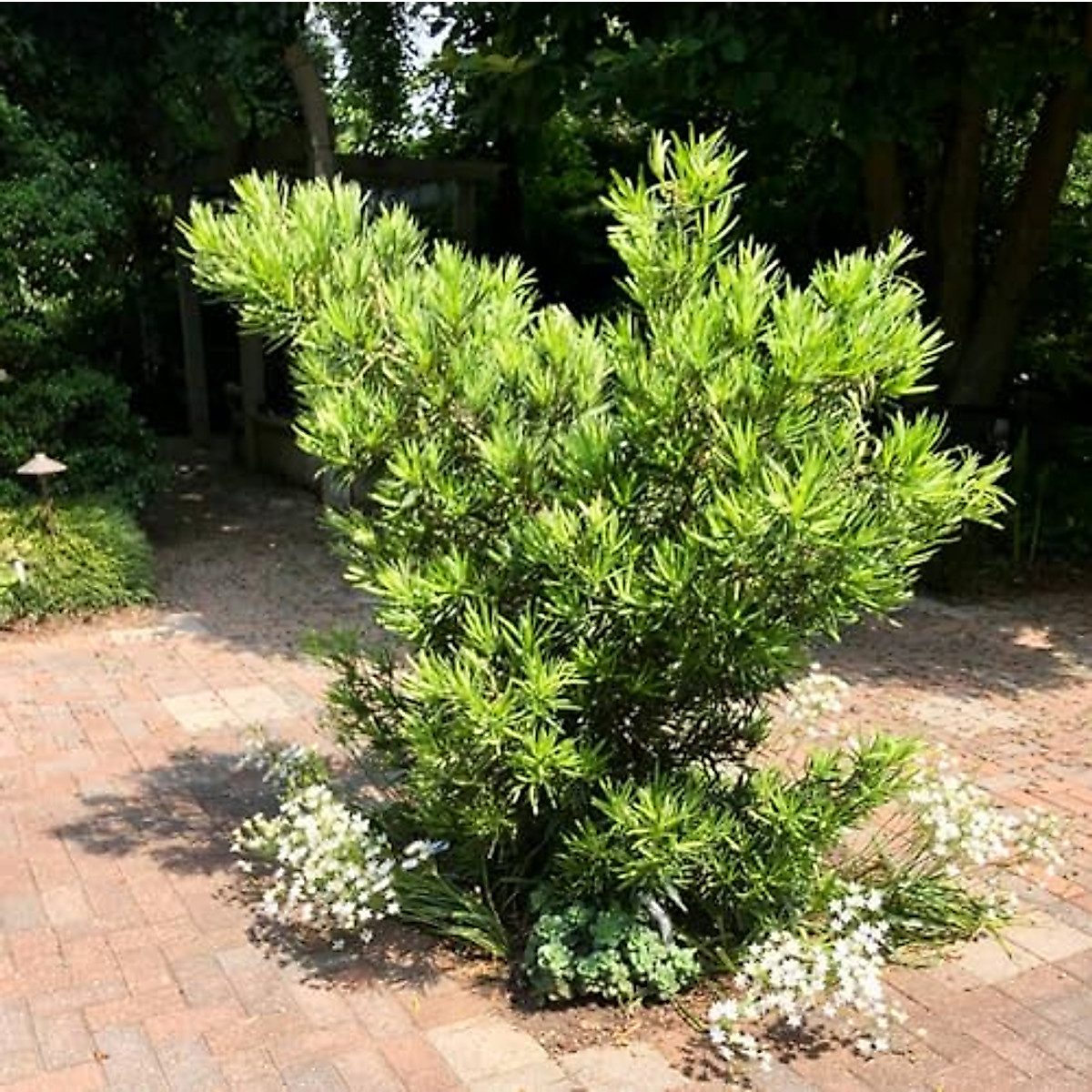 CHUXAY GARDEN Chinese Podocarpus Seeds for Planting Privacy Screen Dwarf Shrubs Evergreen Conifer Bushes Podocarpus Macrophyllus Seed 30 Seeds Hardy Tree Fast Growing Great for Bonsai