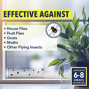 B&G Clear Window Fly Traps (30-Pack), Clear Fruit Fly Sticky Traps, Gnat Flypaper, Non-Toxic Glue, Odorless House Fly Strips, Durable Sticky Fly Traps for Indoors, Fly Paper Indoor for Home