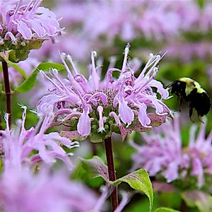 Bee Balm - Wild Bergamot Seeds - 1/4 Pound - Purple Flower Seeds, Heirloom Seed Attracts Bees, Attracts Butterflies, Attracts Hummingbirds, Attracts Pollinators, Easy to Grow & Maintain, Fragrant