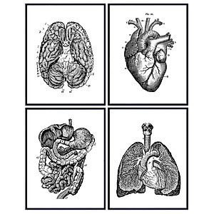 Vintage Internal Organs Wall Art Print Poster Set - Unique Gift or Steampunk Anatomy Home Decor for Dr Office, Doctor, Physician, Nurse, PA - 4-8x10 Photos Unframed - Heart, Lungs, Brain, Intestines